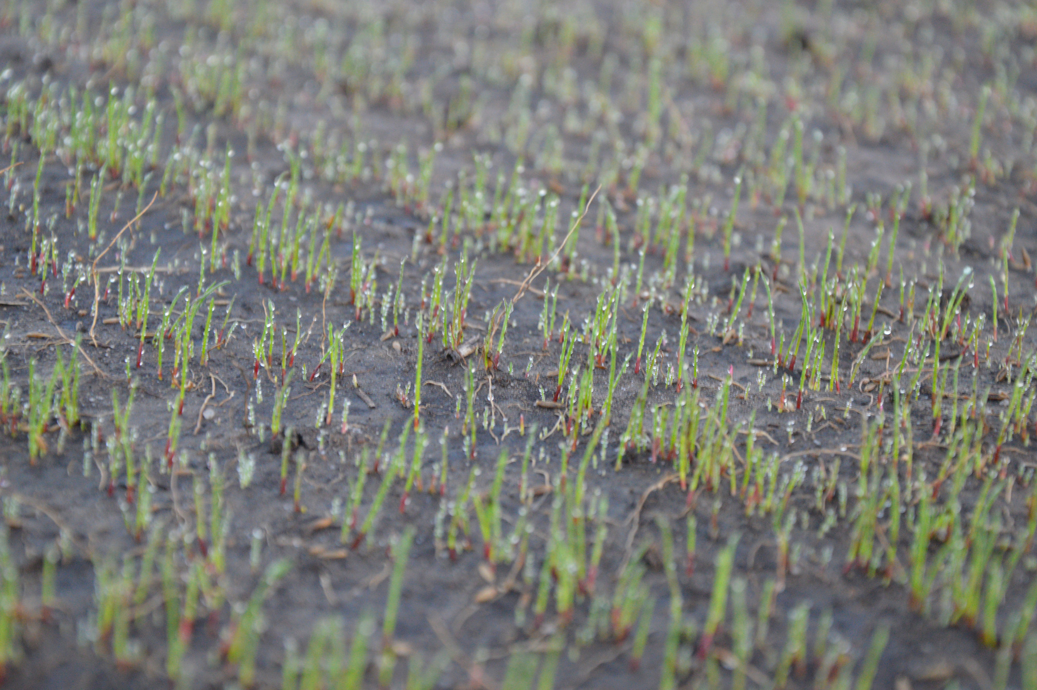Seeding a new lawn - canturf.com.au